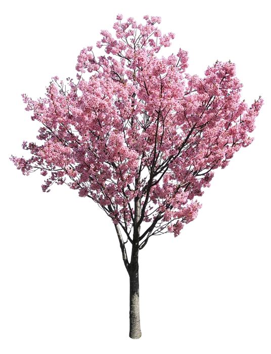 sa098サクラ陽光_Japanese-cherry.png-花瓣网