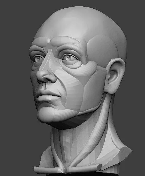 3D printable model Planar simplified male head | CGTrader-花瓣网