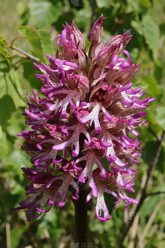 焦兰(Orchis simia)素材-花瓣网
