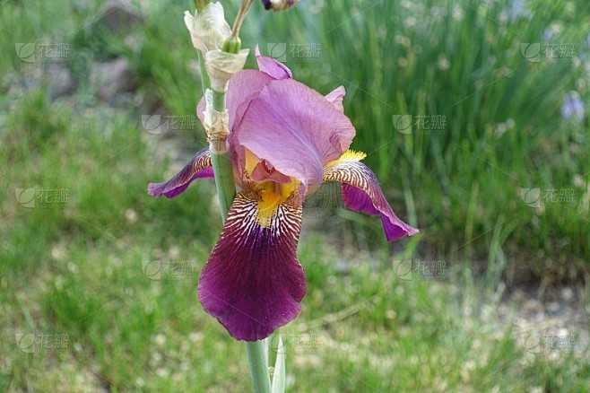 五月里紫色和粉红色的鸢尾花