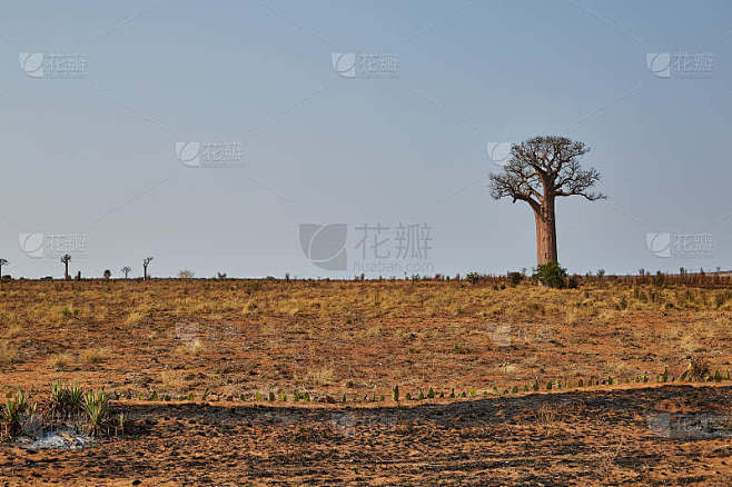 猴面包树景观