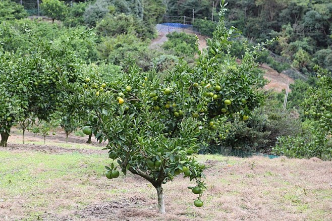 日本冈山桔子田