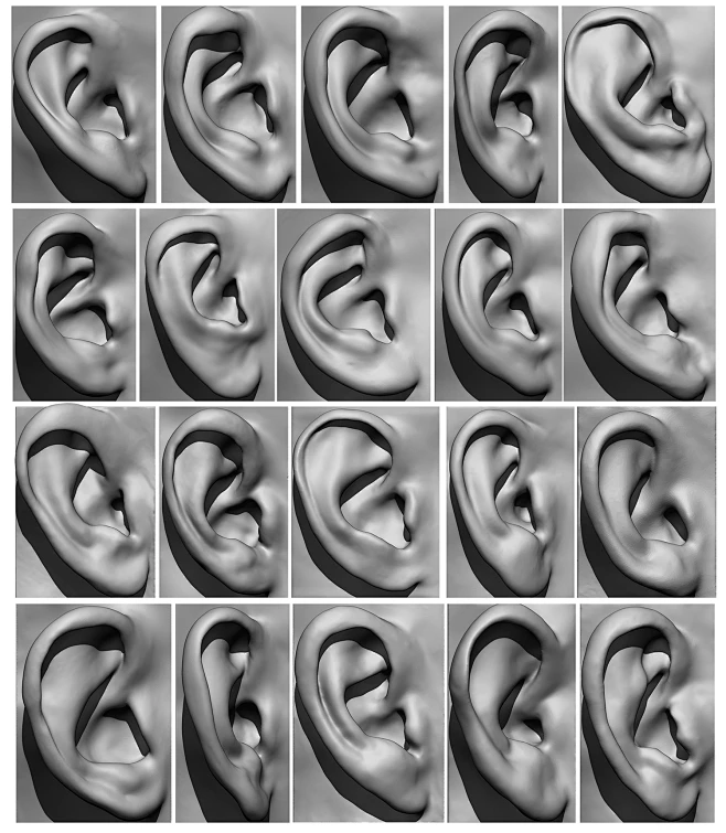 20 x Ear Scan Bundle : 20 x Male and female ear scans for quickly and ...