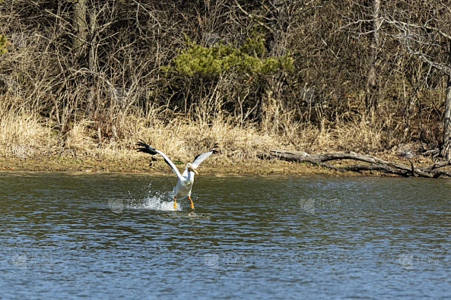 白鹈鹕A1R_5544。CR3素材-花瓣网