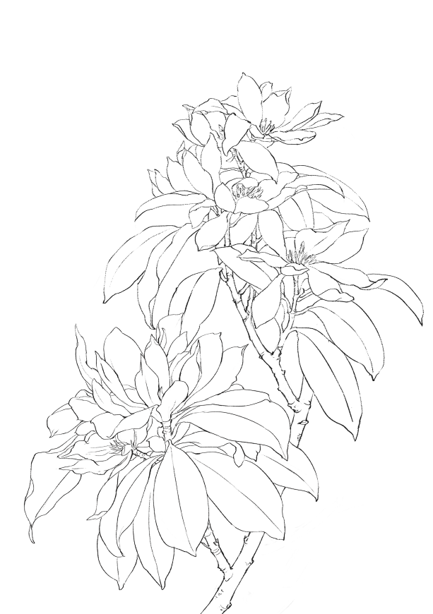 深山含笑_幽竹沐草__插画师作品_涂鸦王国gracg.com