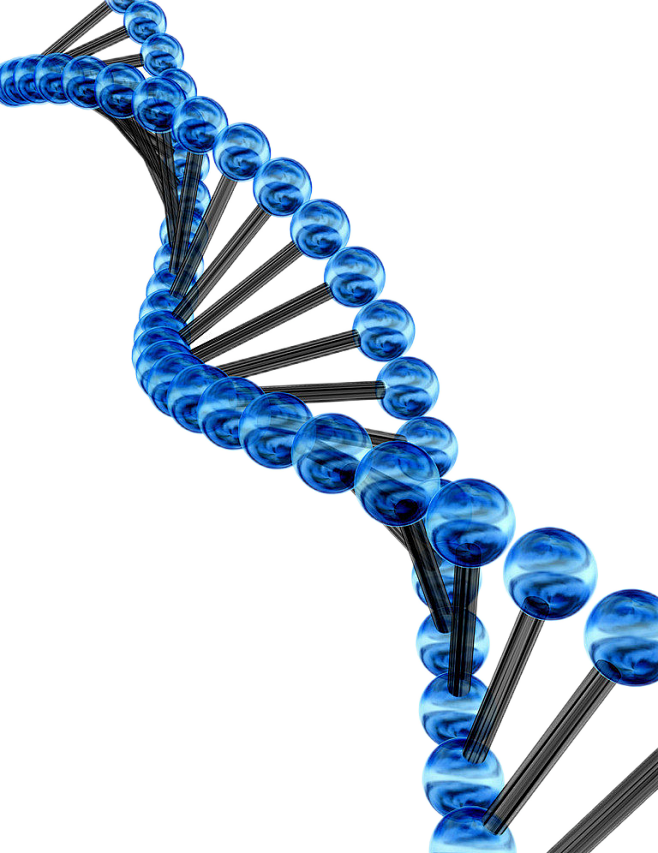 dna png (2)