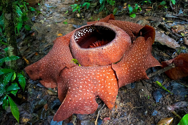 rafflesia
