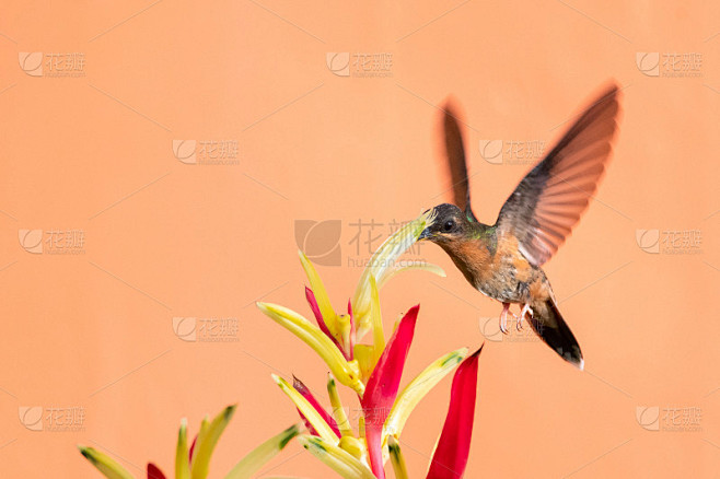 Rufous-breasted蜂鸟