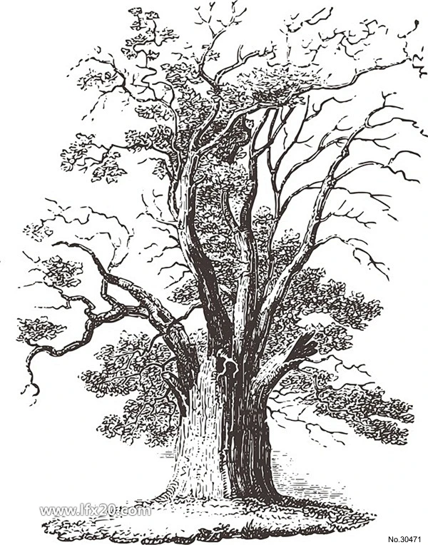 手绘植物-花瓣网