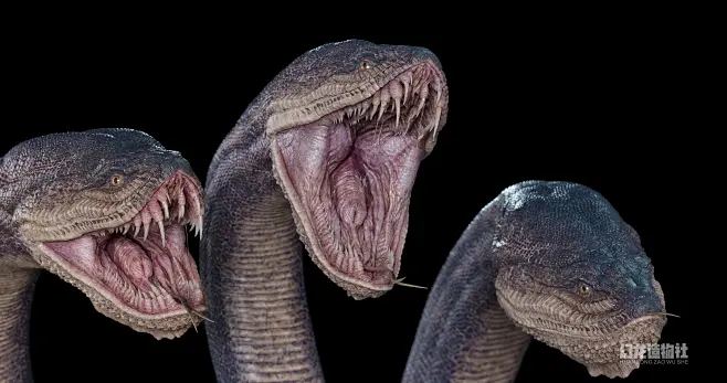 Three headed snake-花瓣网