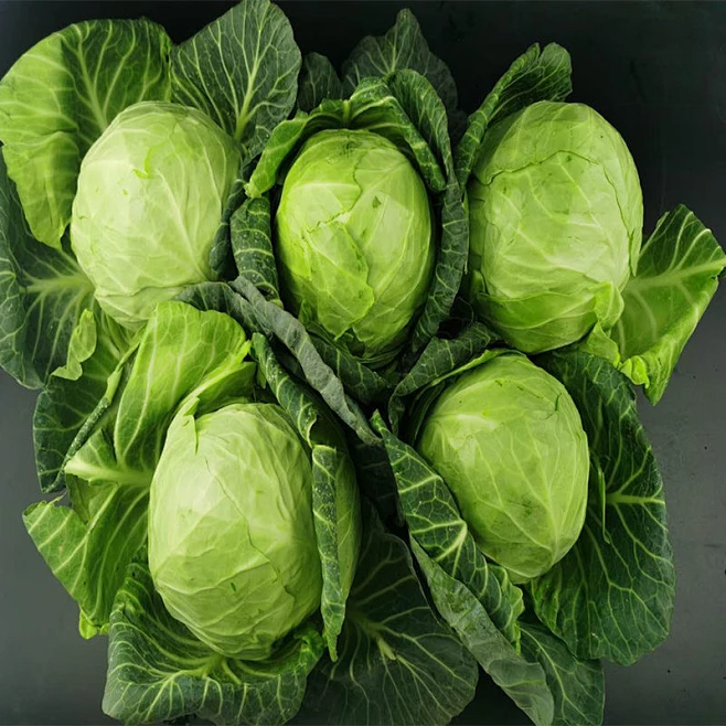 【果乐扬】正宗兰州包心菜 新鲜手撕包心菜卷心菜 莲花菜现摘650g-tmall.com天猫-花瓣网