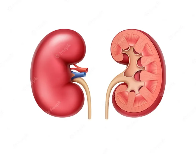 Realistic red healthy whole and half human kidneys front view-花瓣网