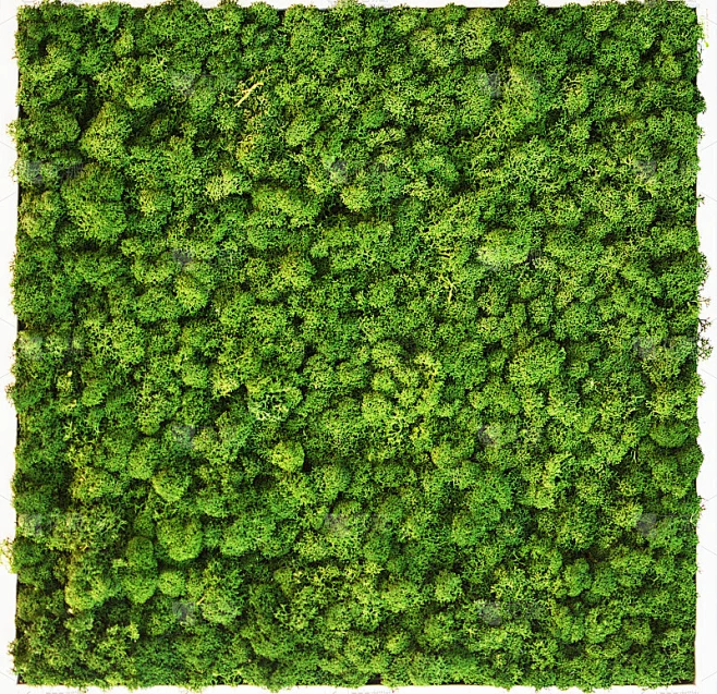 绿色苔藓墙素材-花瓣网
