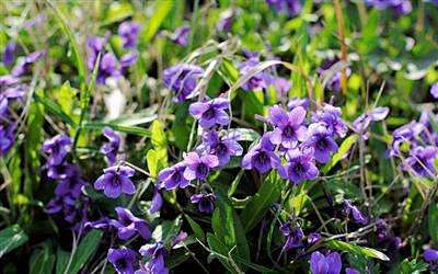 紫花地丁Viola yedoensis