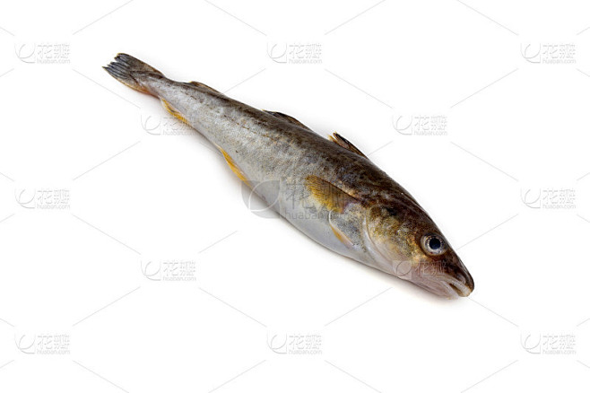 Saffron cod