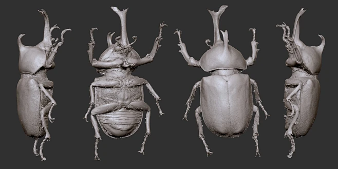 Beetle - raw scans RC, Monika Urbańczyk : Work in progress of beetle ...