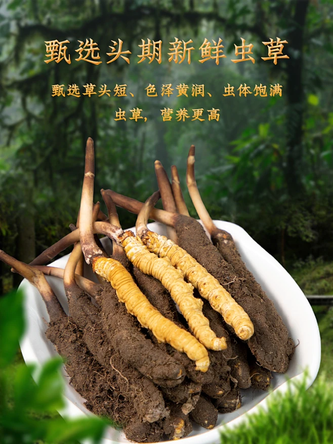 西藏那曲新鲜冬虫夏草官方旗舰店正品鲜虫草30根头期冬虫草礼盒装-tmall.com天猫-花瓣网