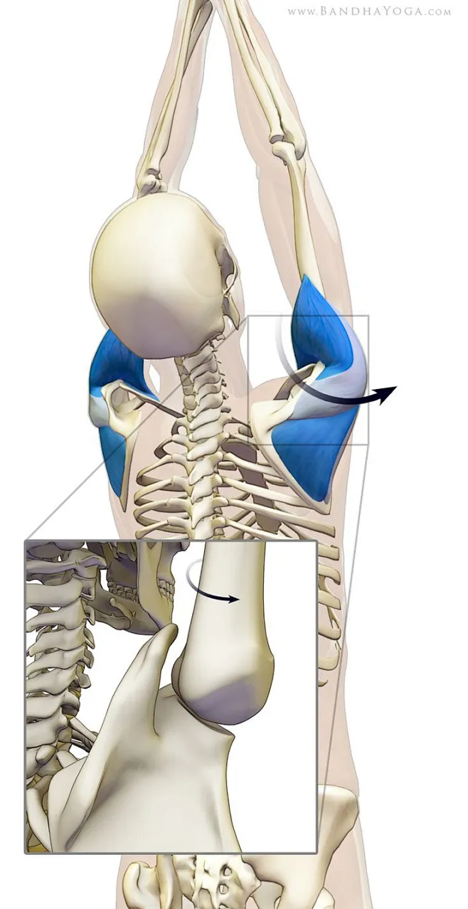 externally rotate the shoulders to avoid impingement-花瓣网