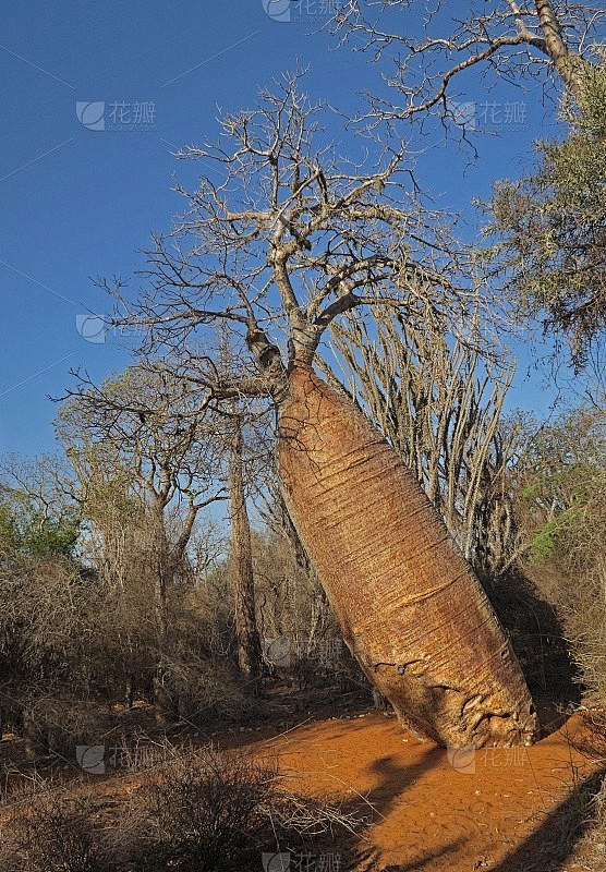 猴面包树树