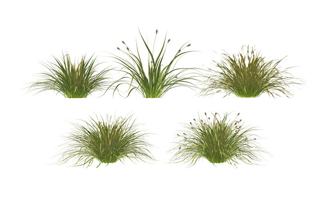 3D草本金叶苔草SU模型