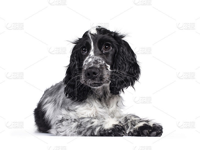 Cocker Spaniel dog pup on white background