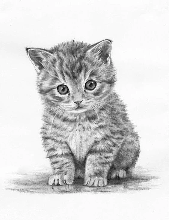 带有毛绒质感的猫咪素描你会画吗？-花瓣网