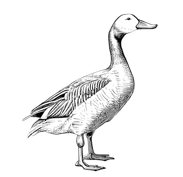 Vector a drawing of a duck with the word duck on it.