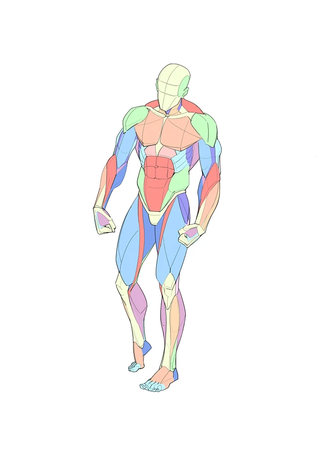 男性肌肉结构练习 男性动态练习 #大木画画# 大木画画超话 #人体结构# #速写#图片_人体结构教程图片素材-花瓣网