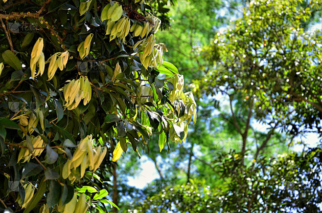樟脑叶(Marlierea edulis)