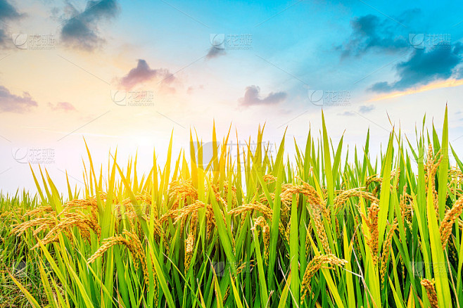 秋天成熟的稻田