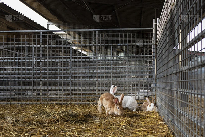兔子在畜栏农场和秸秆地面金属素材-花瓣网