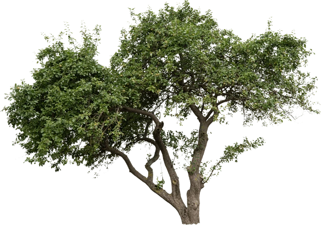 meye malus domestica cut out tree in png-花瓣网