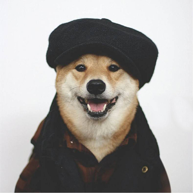 Bodhi是一只柴犬，来自美国纽约。在它主人的帮助下，Bodhi成为了风靡一时的时尚新宠。它真的比绝大多数的男人都还会穿衣服。