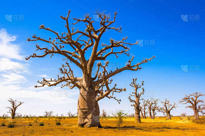 非洲,猴面包树,水平画幅,形状,无人,林波波省,古老的,户外,生物学,干的