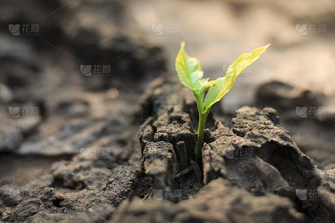 树苗在树桩上发芽而获得的新生命。