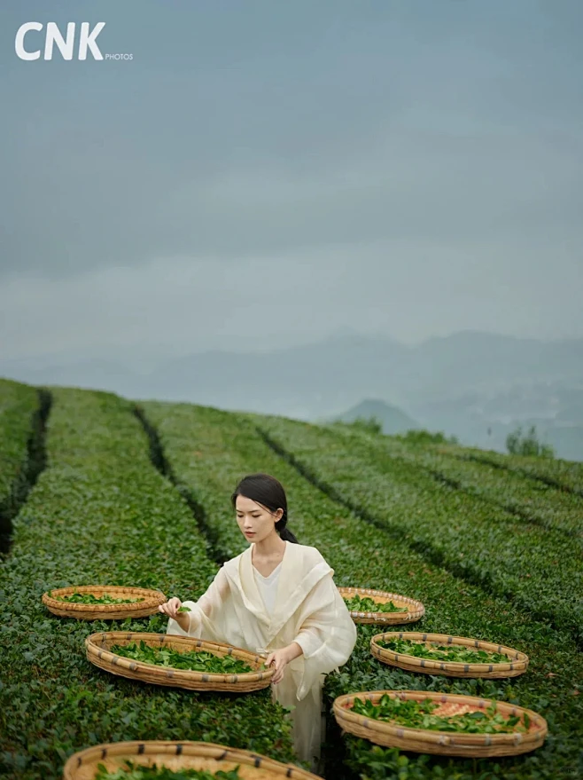 #壶提提茶园写真｜东方美_3_CNK图片室_来自小红书网页版-花瓣网