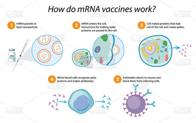 mRNA疫苗的工作原理图