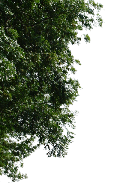 tree corner png by gd08-花瓣网