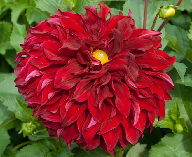 Dahlia Spartacus, Spartacus Dahlia, Decorative Dahlias, Dinner Plate ...