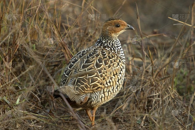 画鹧鸪,Francolinus pictus Kanha国家公园,中央邦,India.E