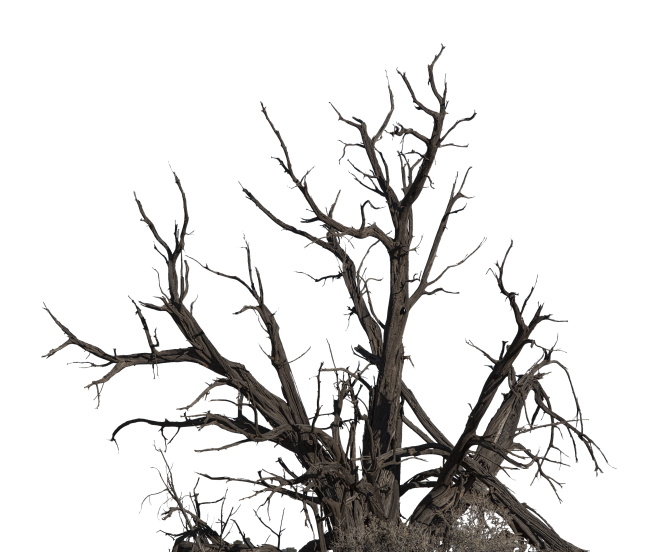 Dead Trees (38)-花瓣网