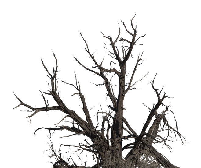 Dead Trees (38)-花瓣网