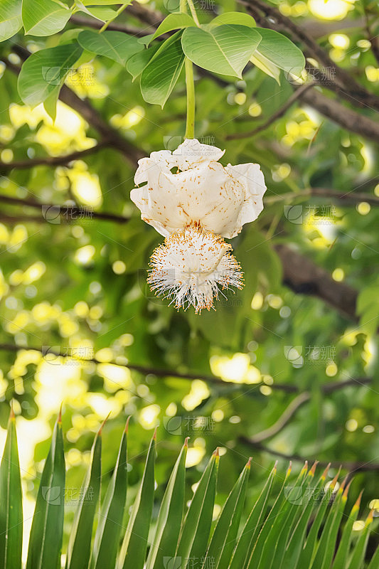 白色猴面包树花(Adansonia digitata)，照片，塞内加尔，雨季