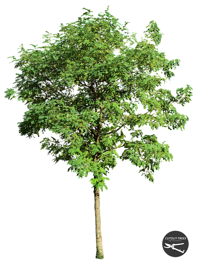 Robinia tree - false acacia
