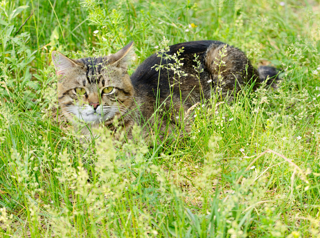 猫,短毛猫,条纹,欧洲,褐色,水平画幅,爪子,动物身体部位,草坪,户外