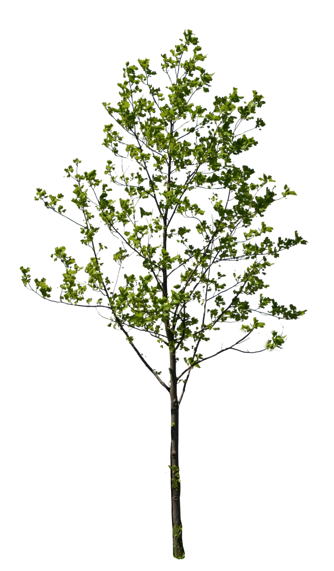 T1_034_儐儕僲僉_Liriodendron-花瓣网