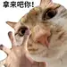 比格多栋表情包|wer？werwerwerwer！werwerwer！！！-花瓣网