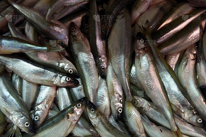 Osmerus in the Russian market - Korushka fish