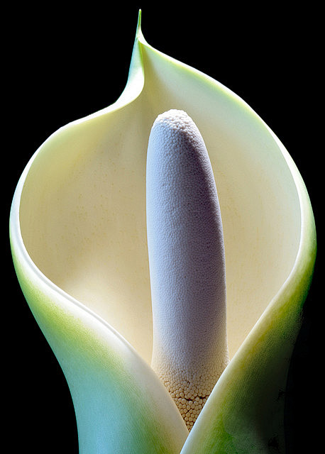 Delicious Monster 07