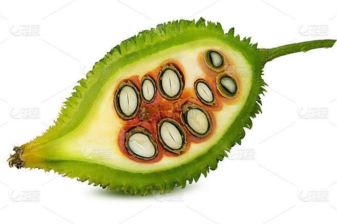 苦瓜(Thumba Karawila)与剪切路径